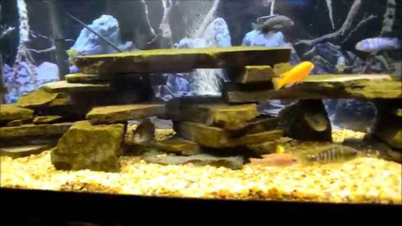 Quinns Fins Live Fish Order Review - YouTube