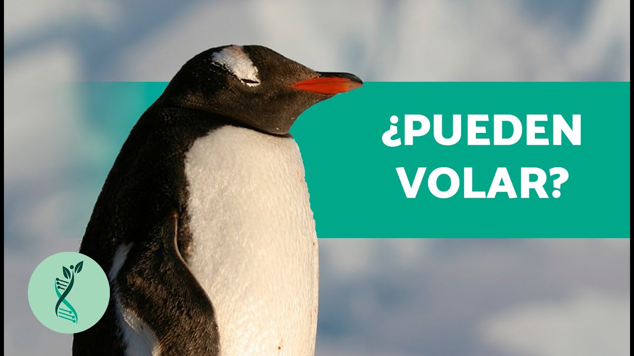 ¿dónde Viven Los PingÜinos🐧 Características Hábitat Alimentación Y