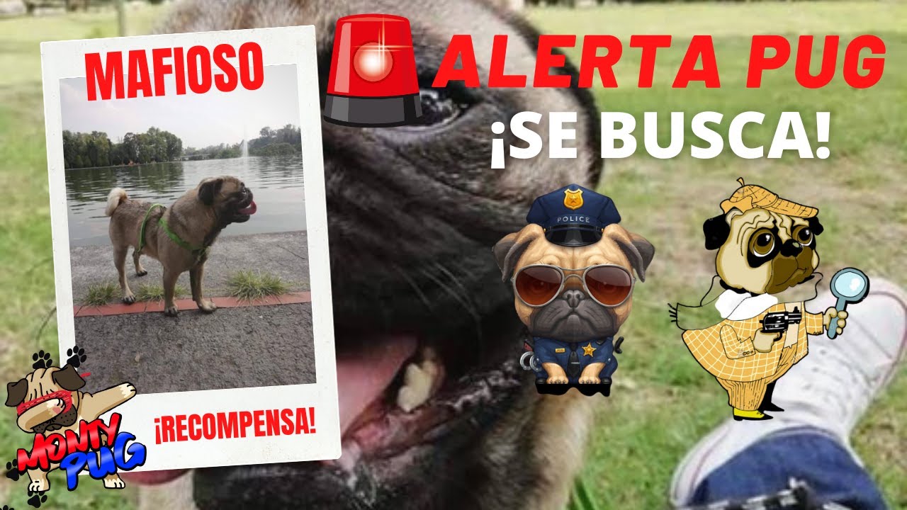 🚨🐕SE BUSCA PERRITO PUG // SE EXTRAVÍO MI PERRO // 🚨🐕 - 🚧ALERTA PUG ...