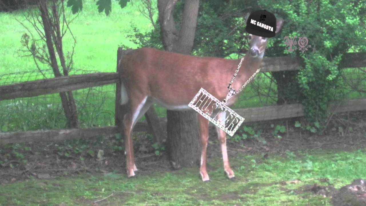 GANGSTA DEER, .300 WINCHESTER MAGNUM, DOE & FAWN - YouTube