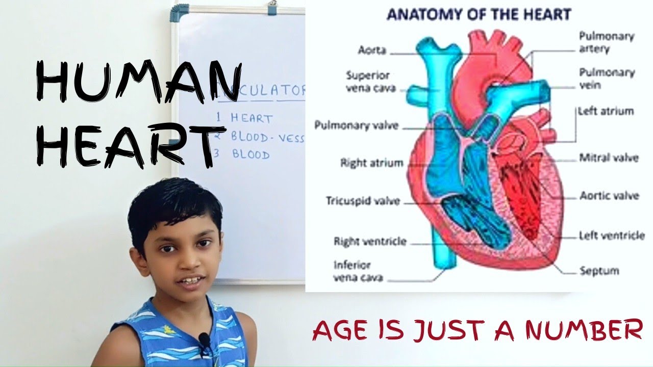 Human Heart - YouTube