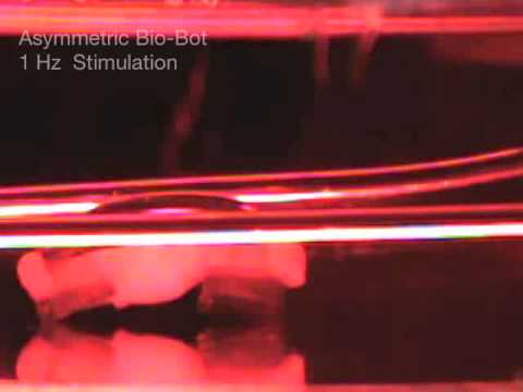 Three-dimensionally printed biological machines powered by skeletal ...