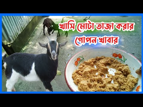 খাসি ছাগল মোটা তাজা করার গোপন খাবার || কি খেলে খাসি অনেক মোটা হবে || bekar boys official 2021
