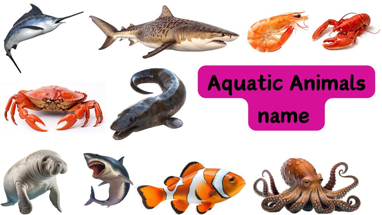 Aquatic Animals name || Aquatic Animals name in English with pictures ...