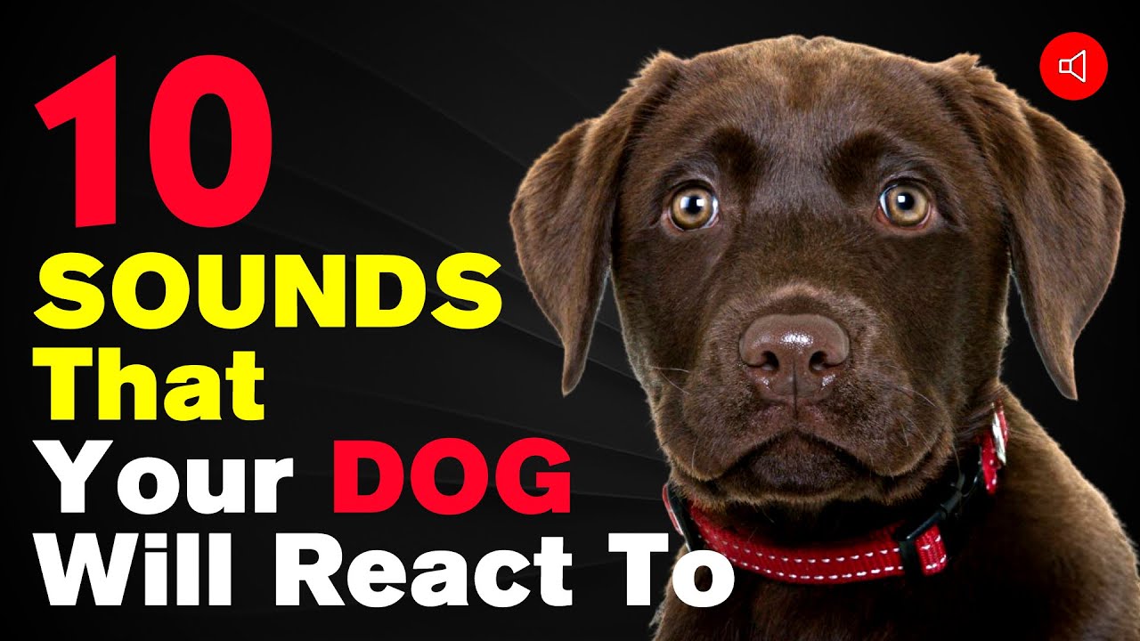 10 Sounds That Your Dog Will React To - YouTube