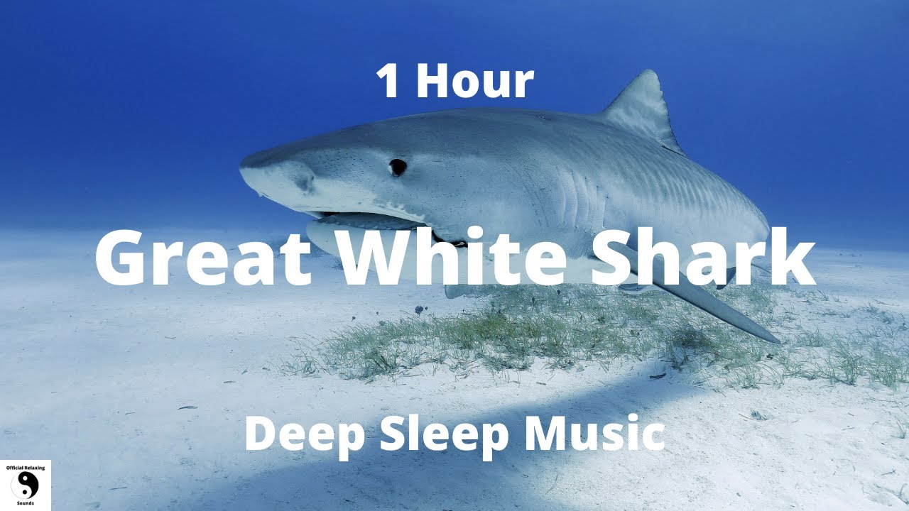 Great White Shark Meditation Music - Relaxing Music - Deep Sleep Music ...