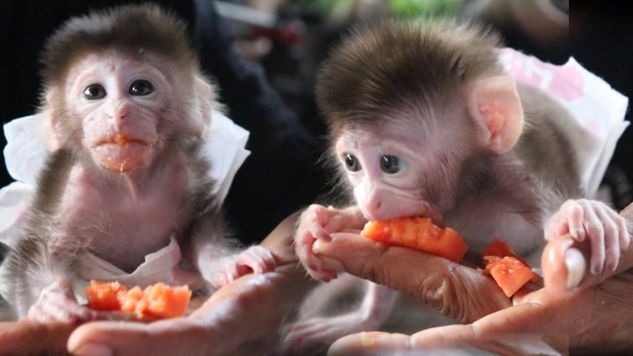 Hungry Monkey KOTO Eating Sweet Papaya Very Fast| Mum Handfeeding ...