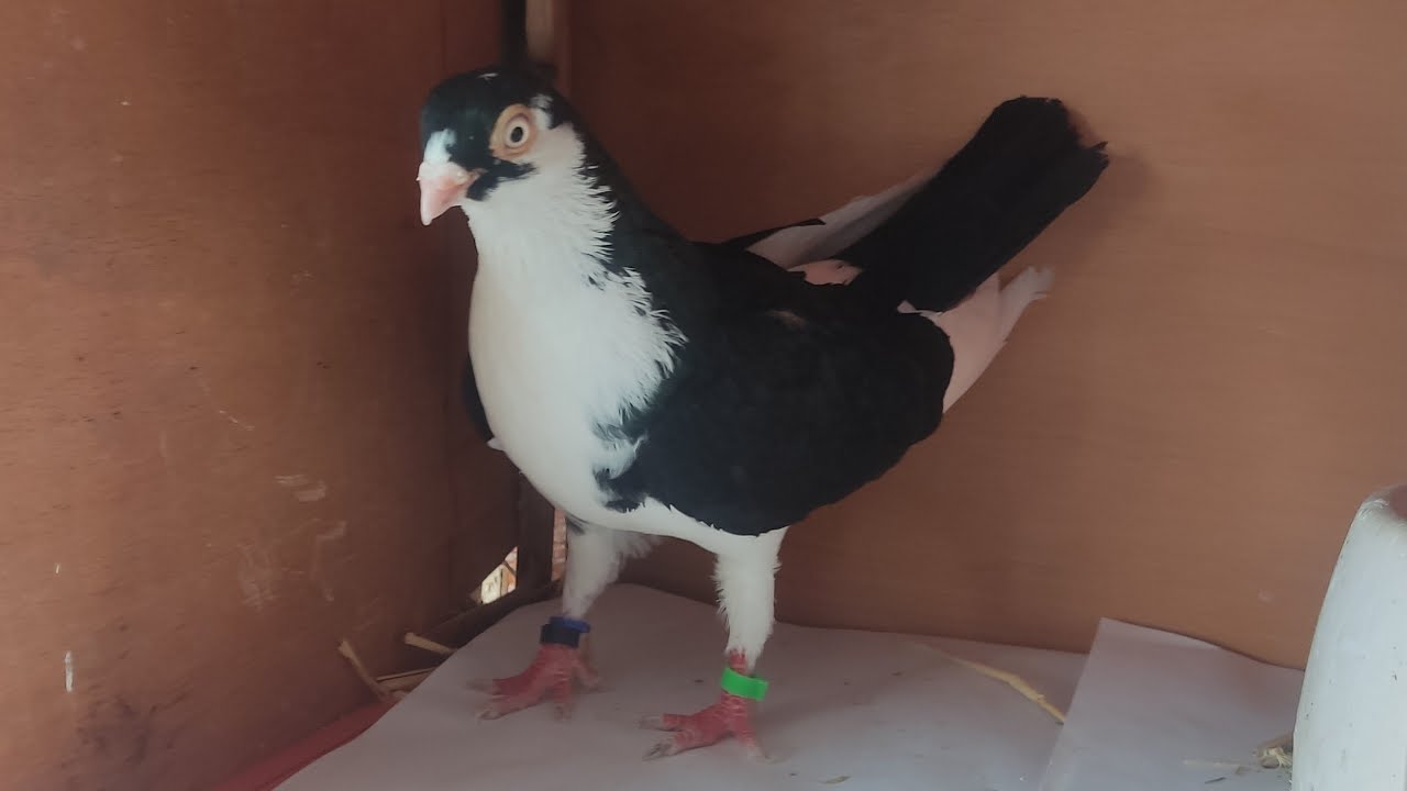 Achiziții de porumbei jucători de Galați/pigeons - YouTube