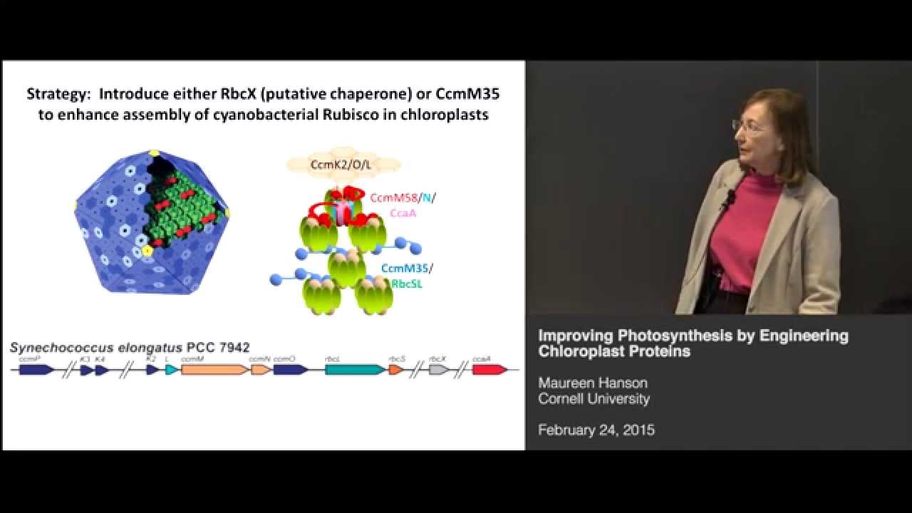 Maureen Hanson - Improving photosynthesis by engineering chloroplast ...