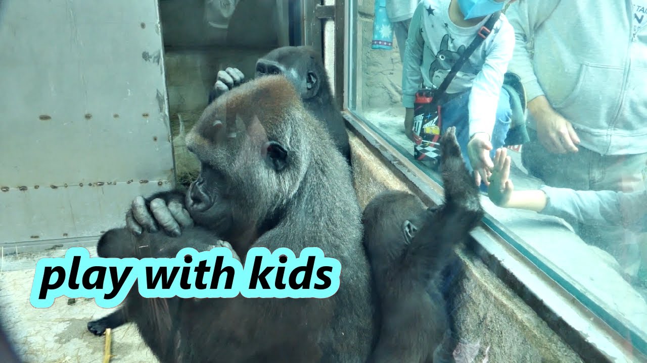 Gorilla baby Jabali interacted with kids / 金剛猩猩寶寶Jabali與小孩互動 - YouTube