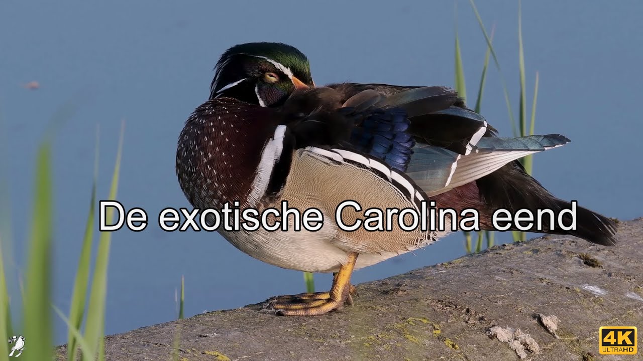 De exotische Carolina eend - YouTube