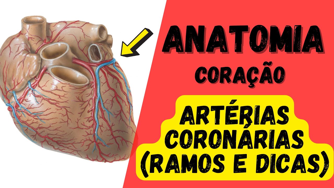 ANATOMIA - Quais são os ramos das artérias coronárias? - YouTube