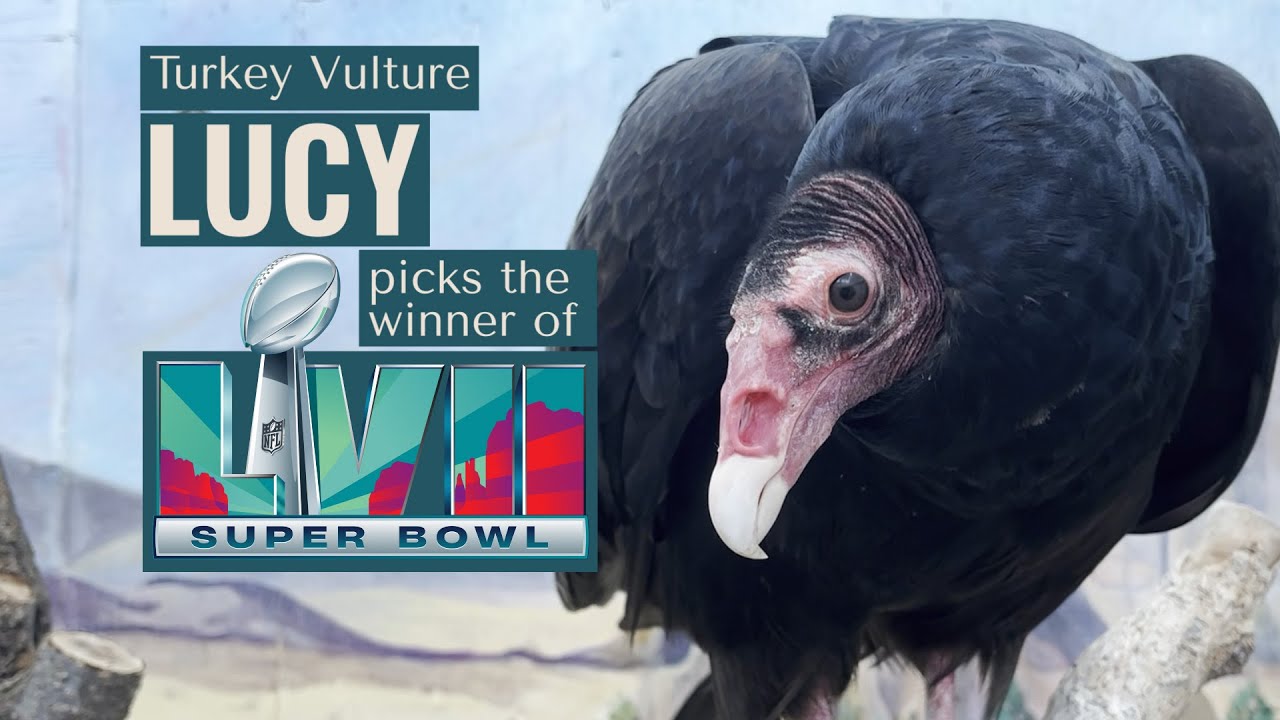 Turkey Vulture Lucy Picks the Winner of Super Bowl LVII - YouTube