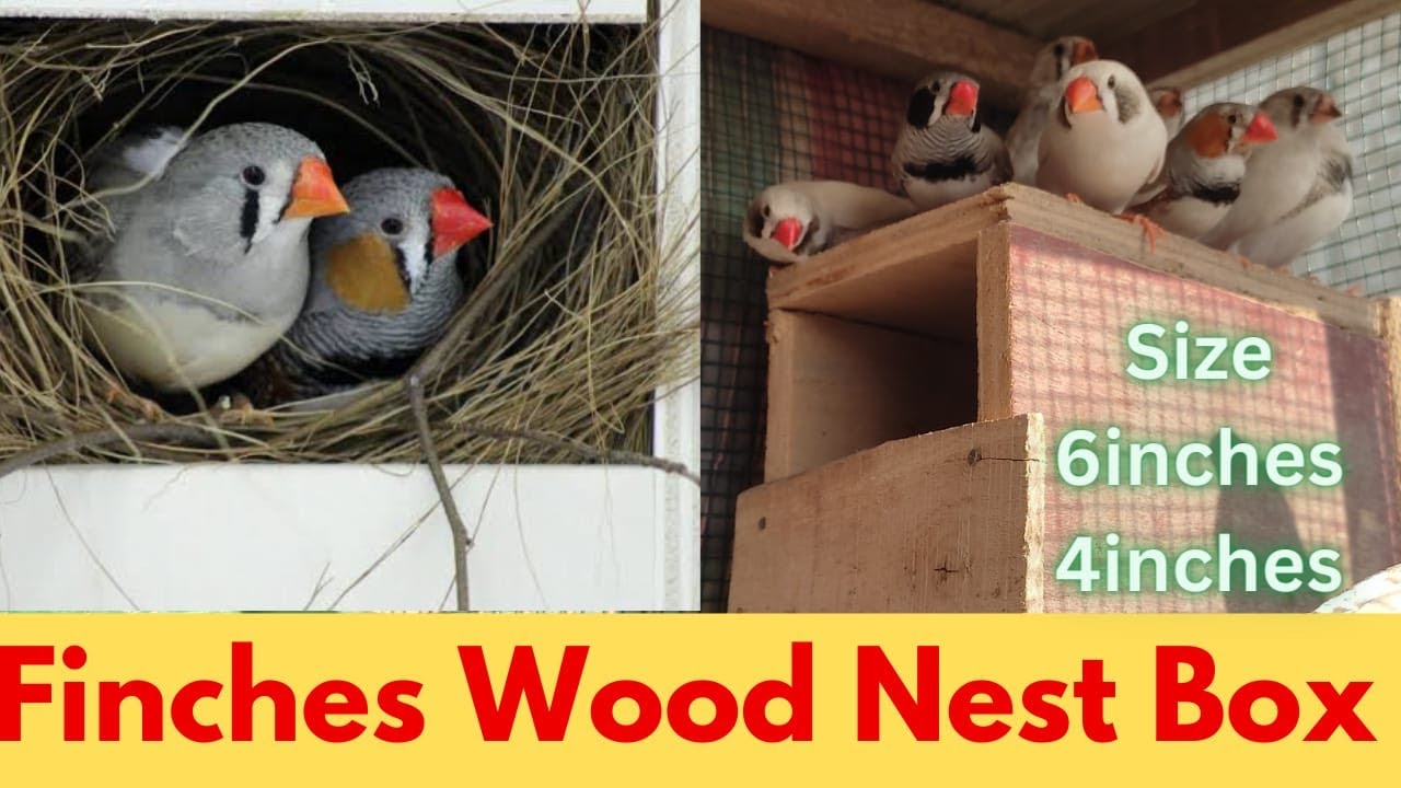 DIY Finch Wooden Breeding Box: The Ultimate Guide | Khubaib Pets - YouTube