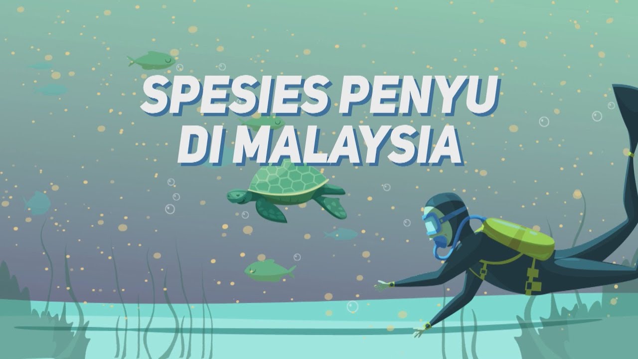 [INFOGRAFIK] Spesies Penyu Di Malaysia - YouTube