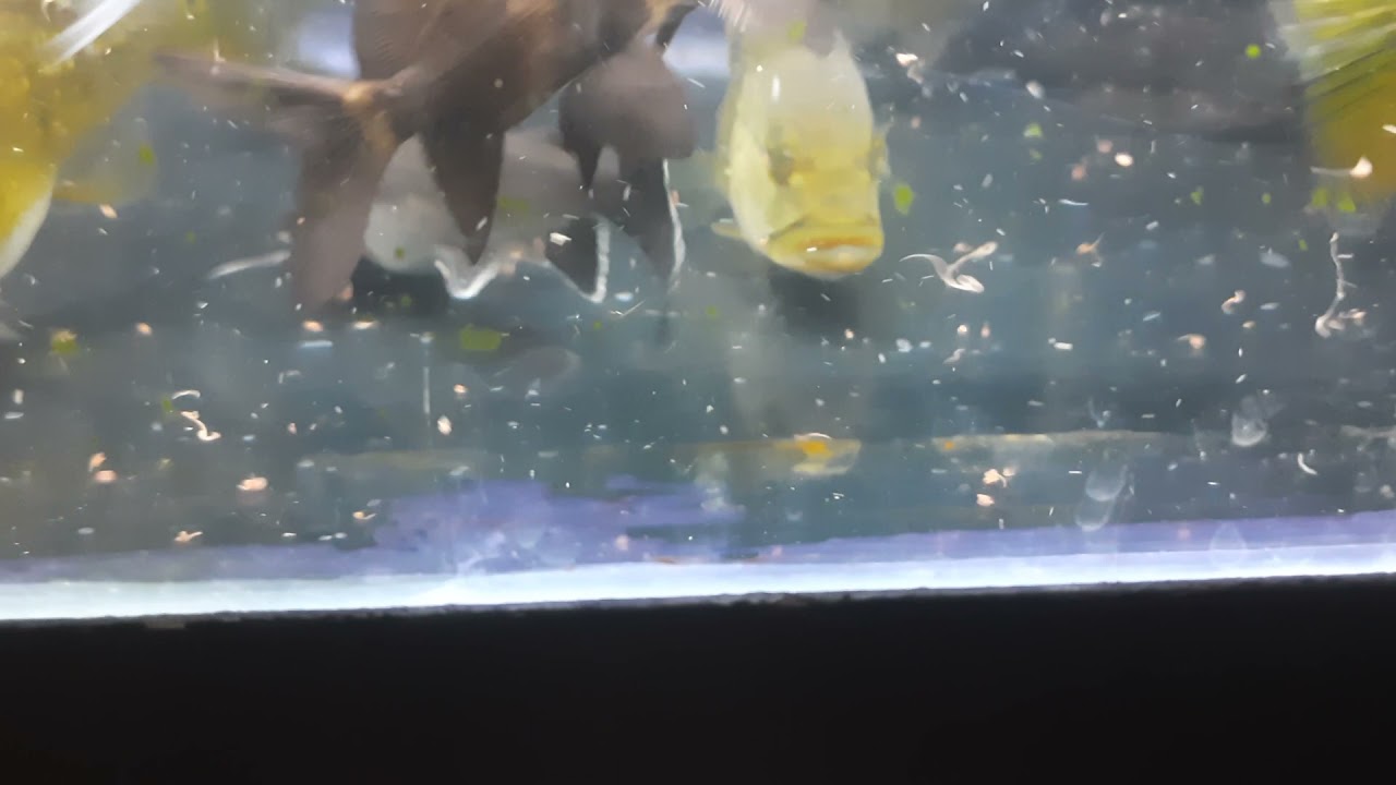 Papua Shark Catfish - YouTube