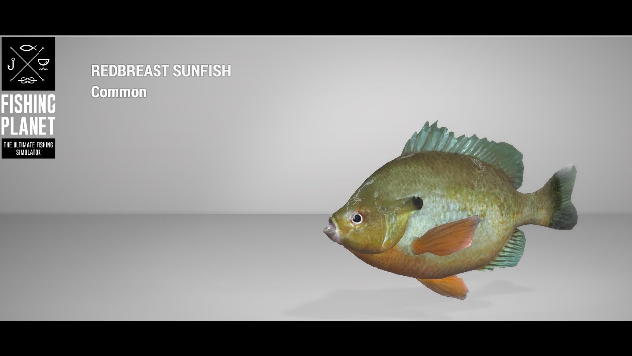 Fishing Planet - Falcon Lake - Redbreast Sunfish - Float - YouTube