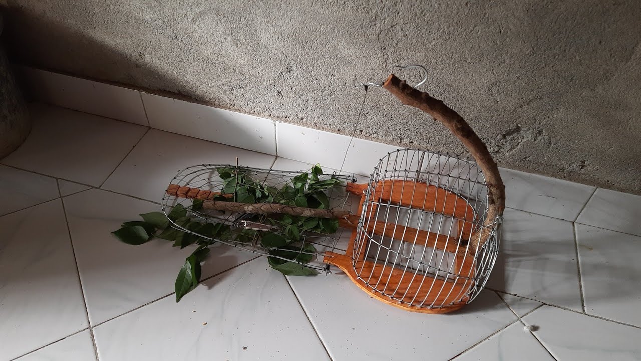 REVIEW jebakan perkutut dan tekukur dengan kayu asem | pikat merbok ...