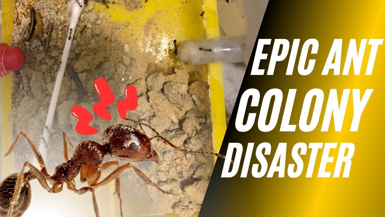 "EPIC ANT COLONY DISASTER! Watch What Happens When We Add Soil 😱 - YouTube