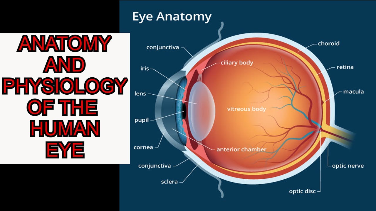 ANATOMY AND PHYSIOLOGY OF THE EYE/choroid, aqueous humor, posterior ...