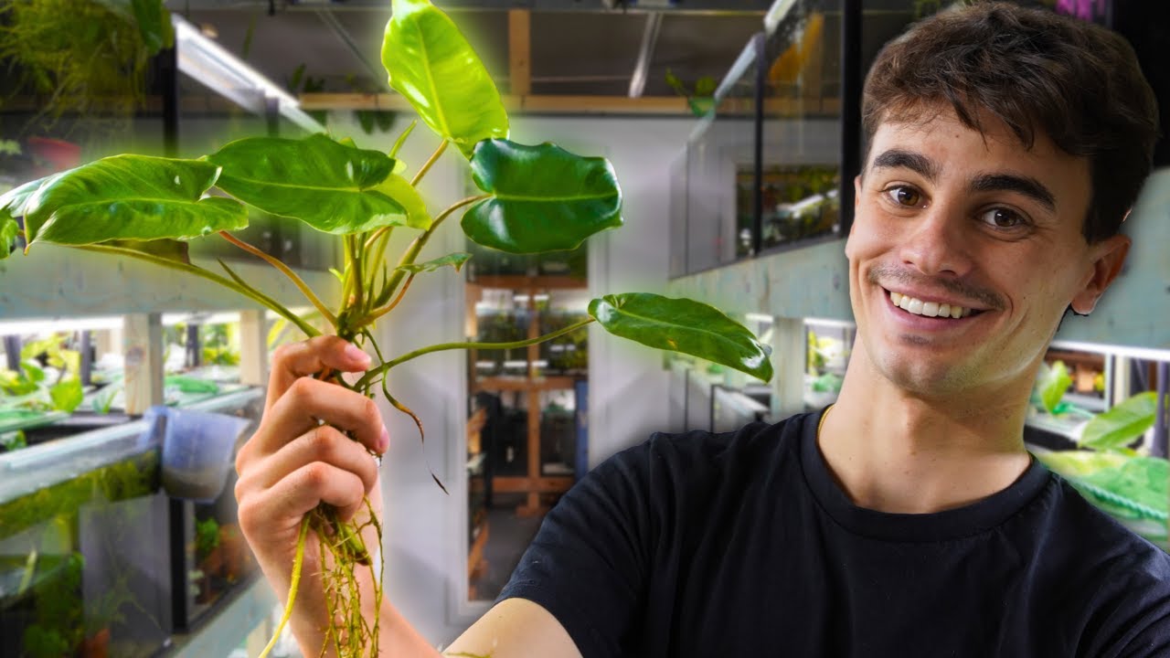 These 12 Easy House Plants Filter Your Aquarium! - YouTube