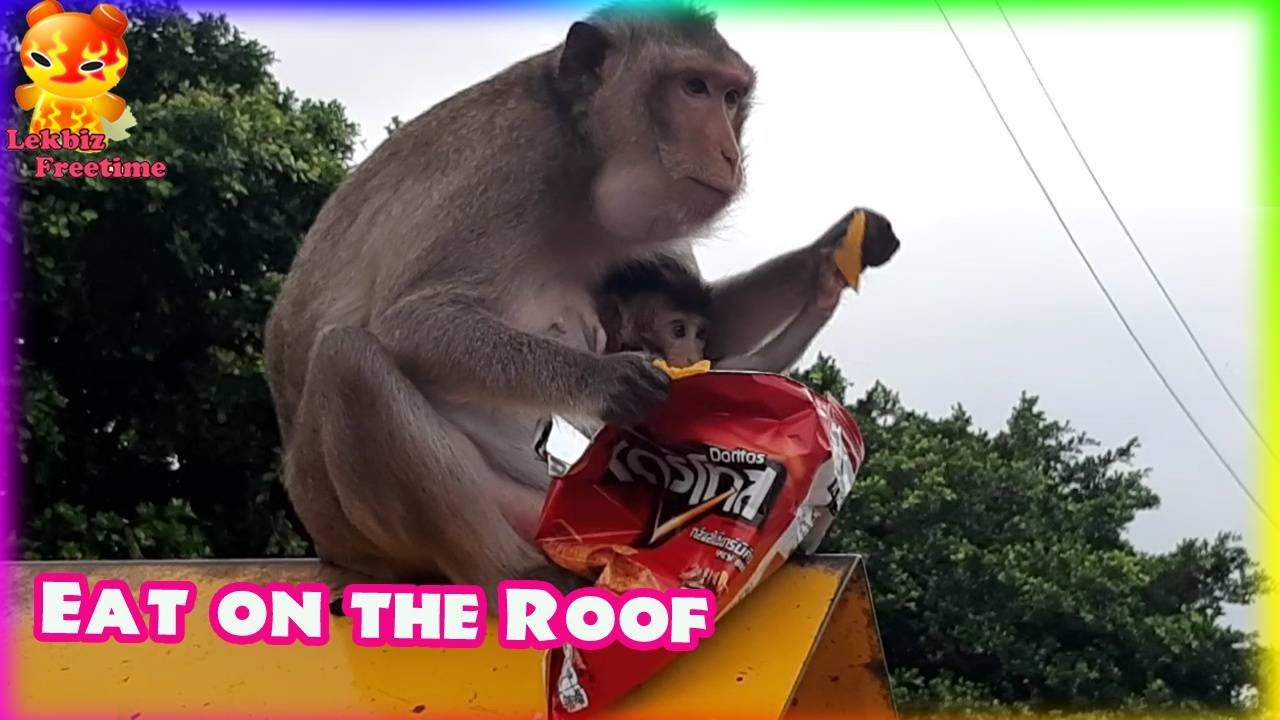 The monkey climbed up to eat crisps from the roof - YouTube