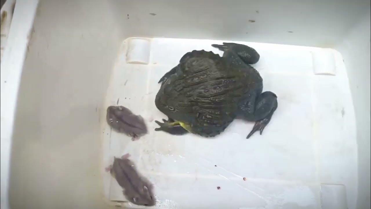 寵物蛙🐸已經飢餓,趕緊給他們一些食物。倉鼠和老鼠喂牛蛙 Live Feeding Youtube