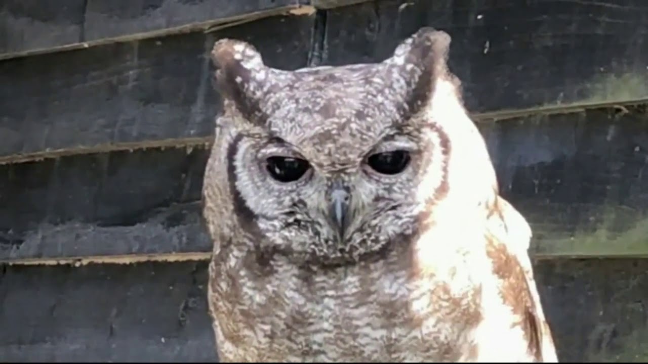 The Birds of Leeds Castle - Message to the NHS and all key workers ...