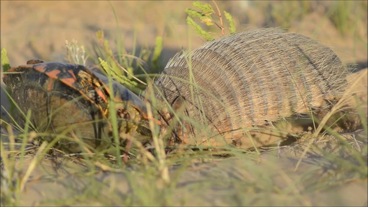 Peludo vs Morrocoyo - Armadillo vs Turtle - YouTube