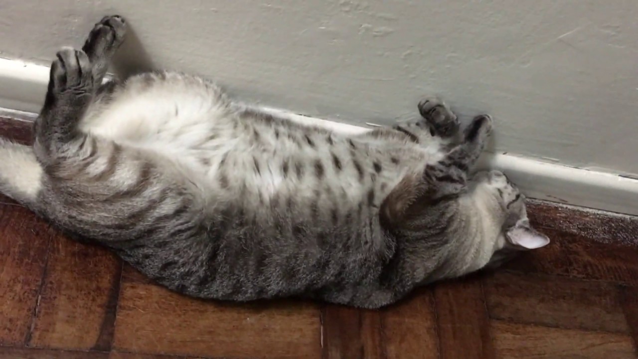 Jorge the lazy and angry cat (quarantine diary day 8) - YouTube