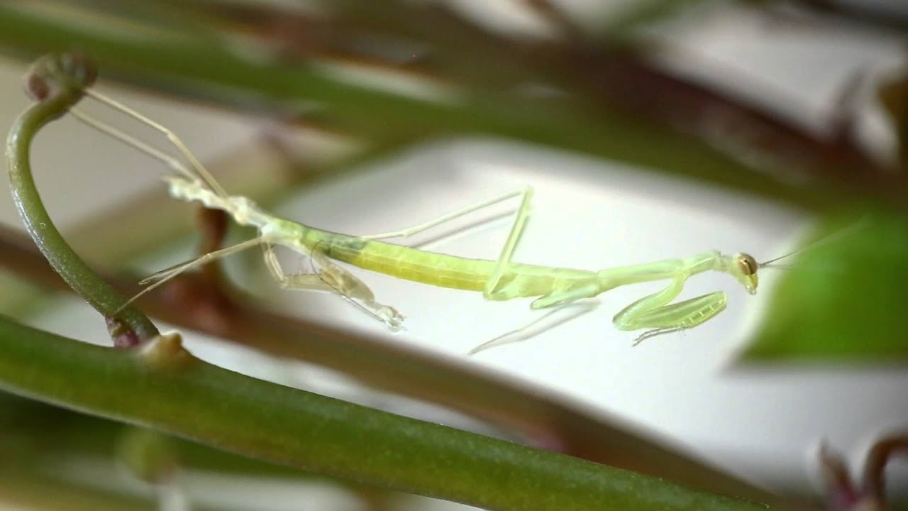 Praying Mantis Shedding - YouTube