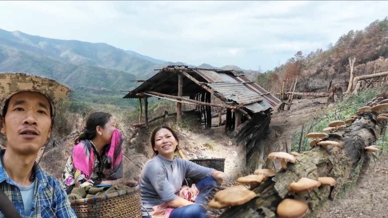 Making hut at my jhum cultivation | searching wild mushrooms || Life in ...