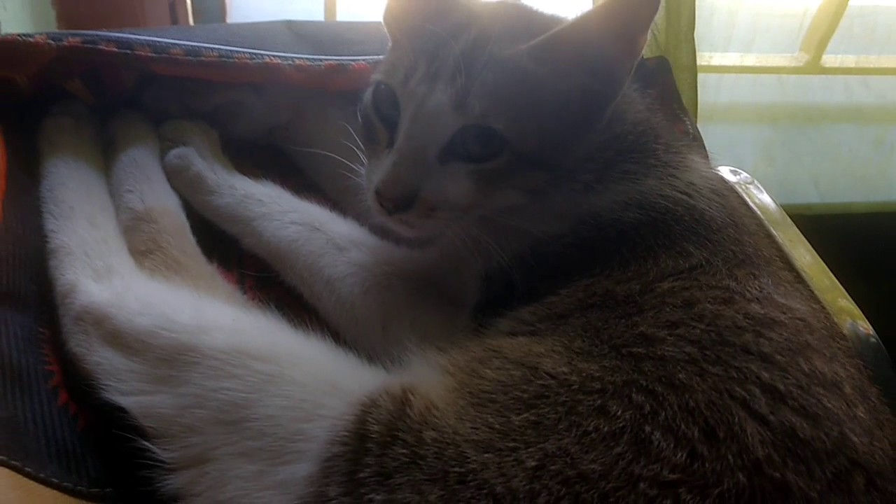 Meow gets scared - YouTube