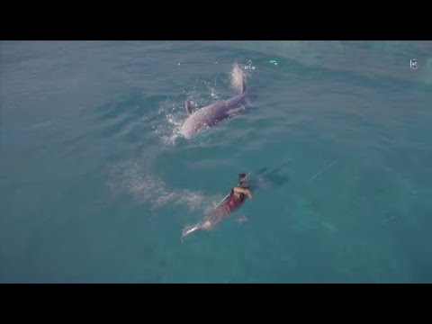 Assassin Creed Odyssey Dolphin Broke Down - YouTube