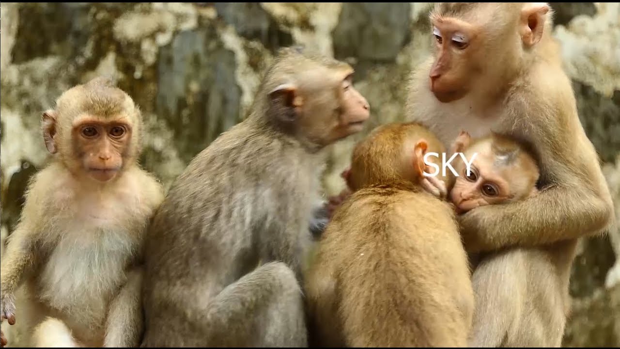Sad baby monkey lives with mother by eating fruit ! - YouTube