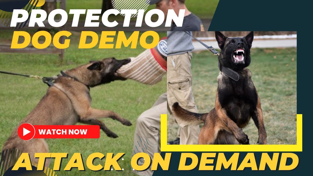 പറഞ്ഞാൽ കടിക്കുന്ന FULLY TRAINED DOGS | കള്ളനെയും മയക്കുമരുന്നും ...