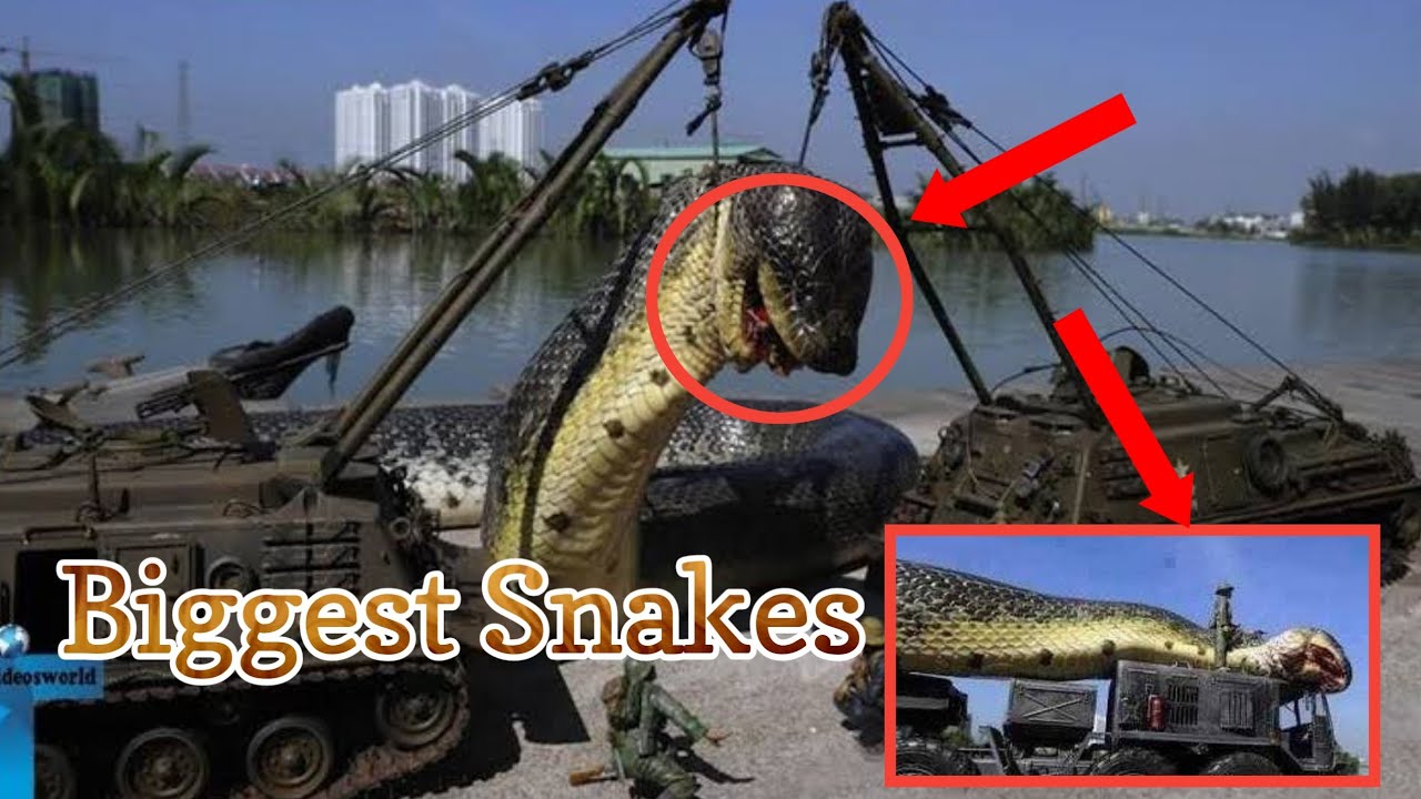 5 Biggest Snakes Ever Found In the world - YouTube