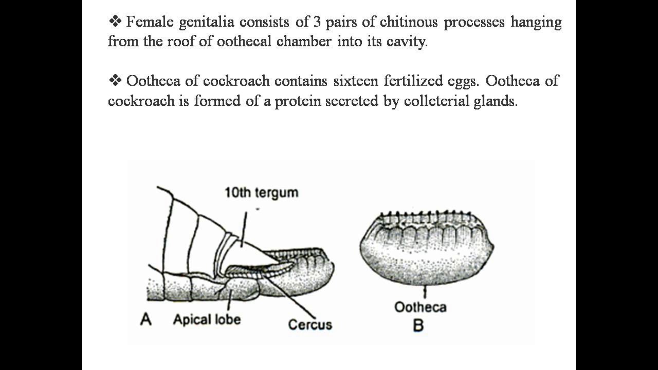 Female Reproductive system of Cockroach - YouTube