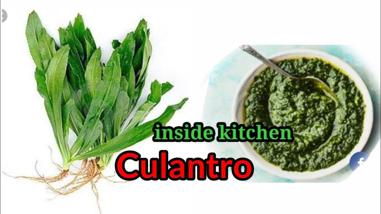 How to Grow Culantro(Wild long Coriander) inside Kitchen|| - YouTube