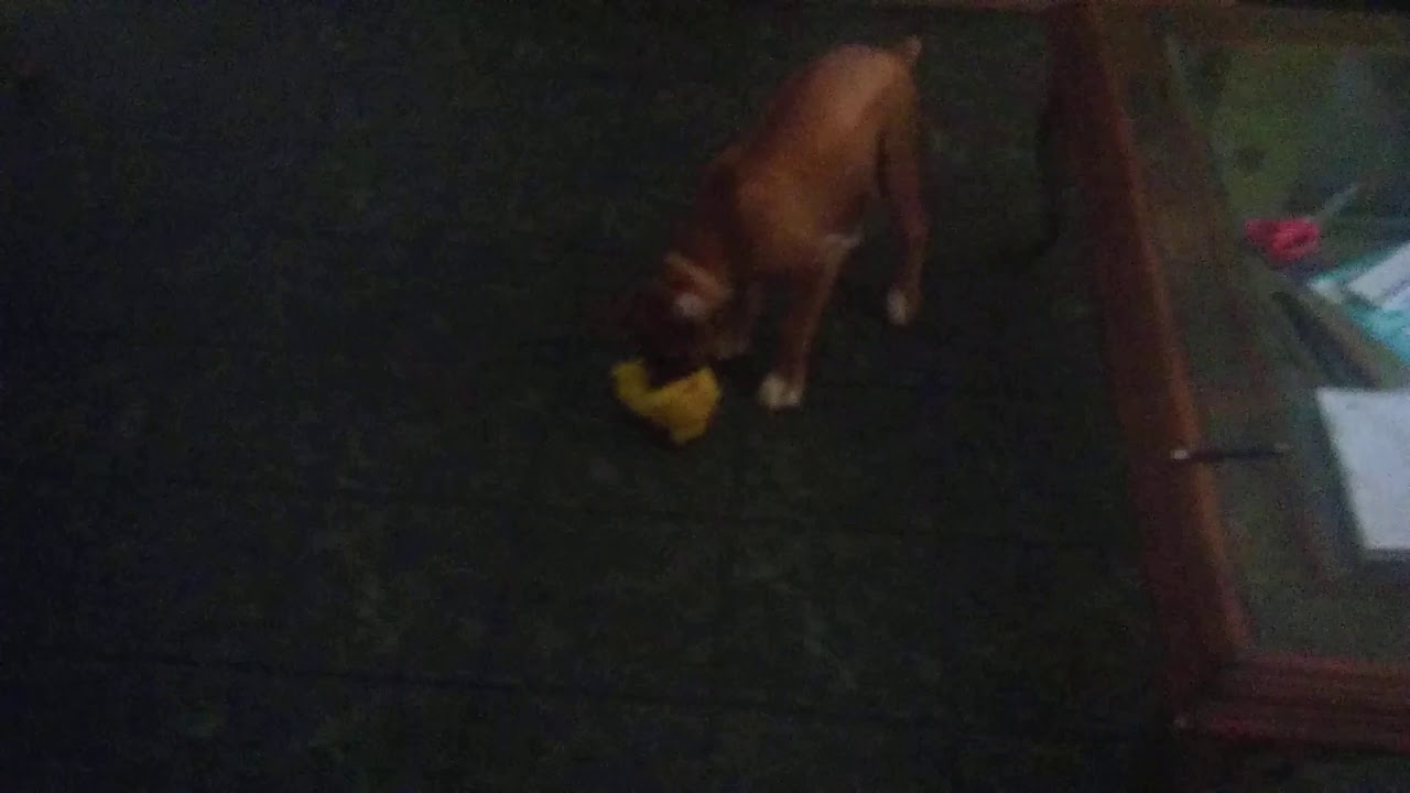 Dog eats pig - YouTube