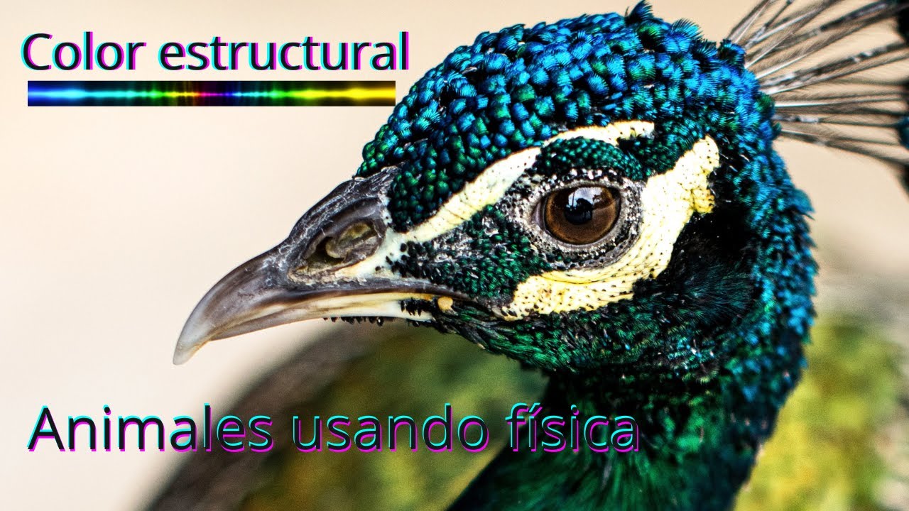 Animales usando física (¿Qué es el color estructural?) - YouTube