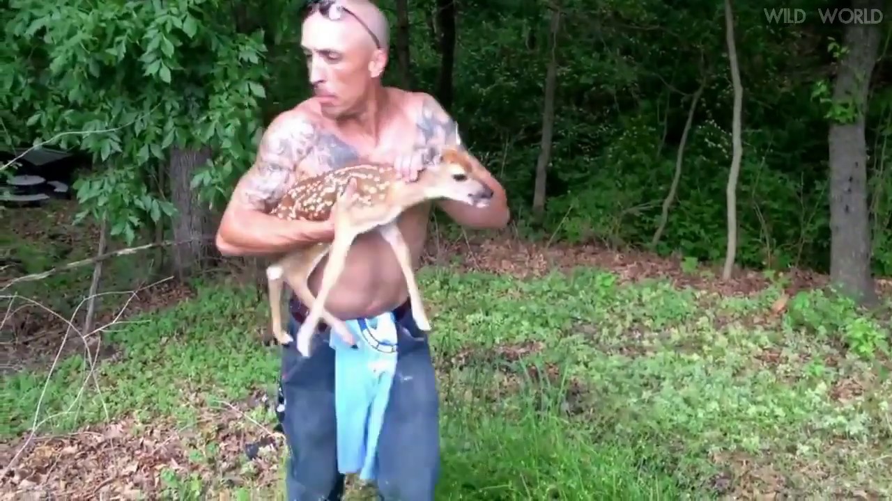 Catching a Baby Deer - YouTube