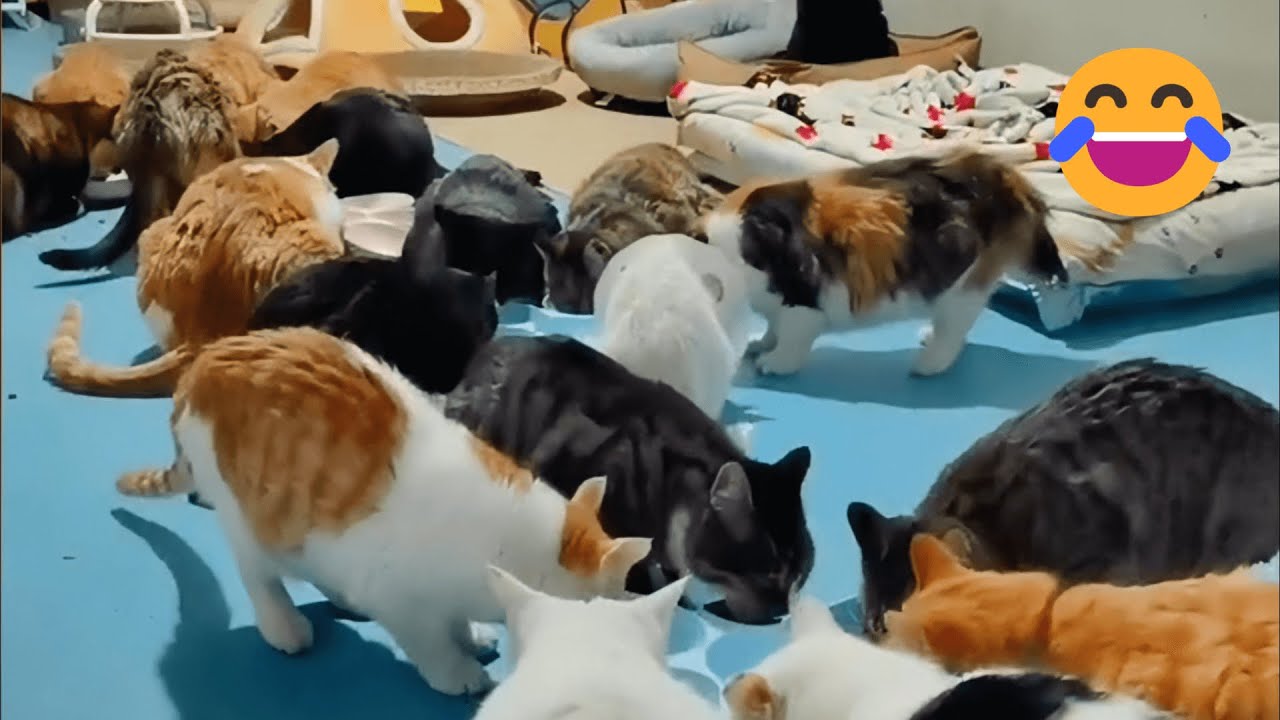 Funny Cats Running for Food 😹🍽️ | Mealtime Madness Compilation - YouTube