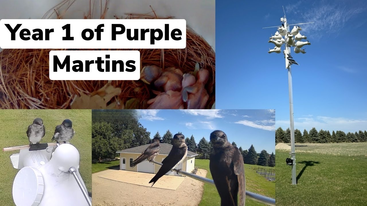 From Setup to Success: My First Year with Purple Martins | My Backyard ...