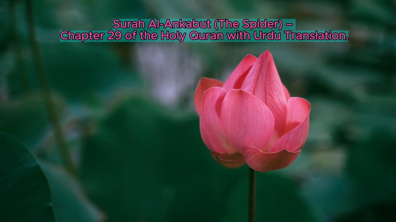 Surah Al-Ankabut (The Spider) – Chapter 29 of the Holy Quran with Urdu ...
