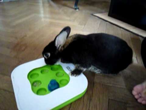 Nestor rabbit with intelligent game :0) - YouTube