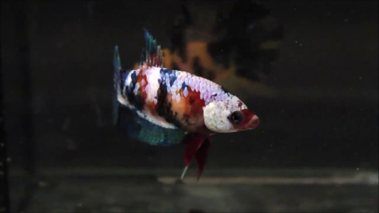 HMPK Galaxy Koi - YouTube