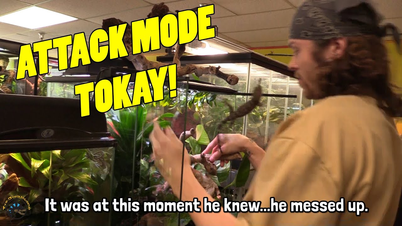 When Tokay Geckos ATTACK! 😱 - A CRAZY Day for Let's Spy on TDI! - YouTube