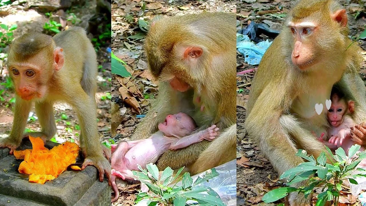 Monkey gives a birth newborn looks healthy and cute, Katrina mum pays ...