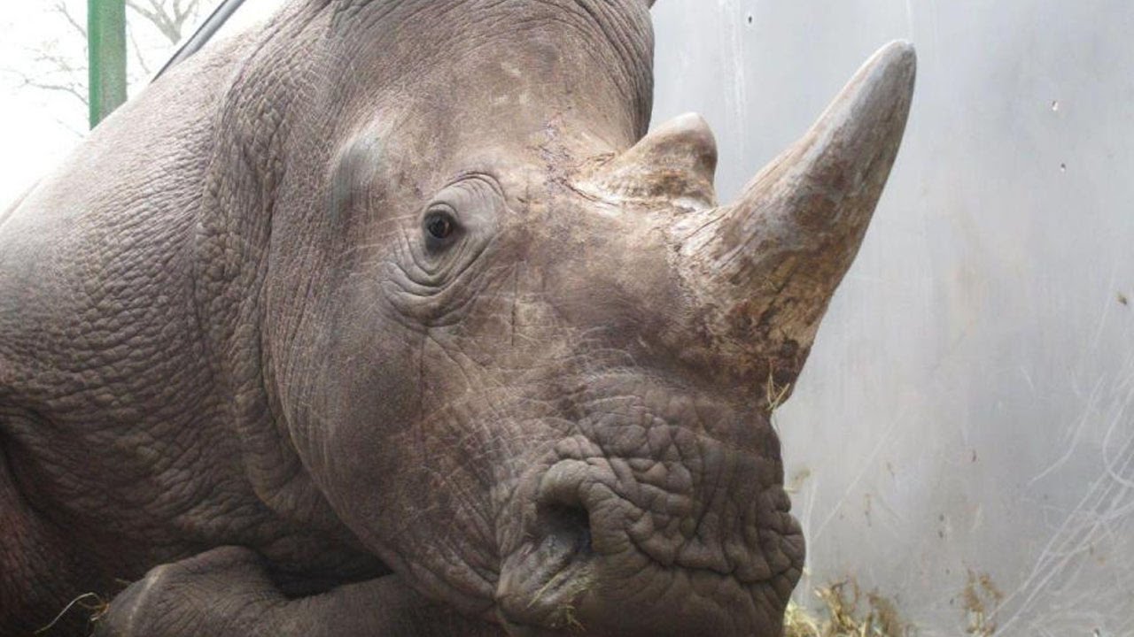 Rhino Poached INSIDE Zoo - YouTube